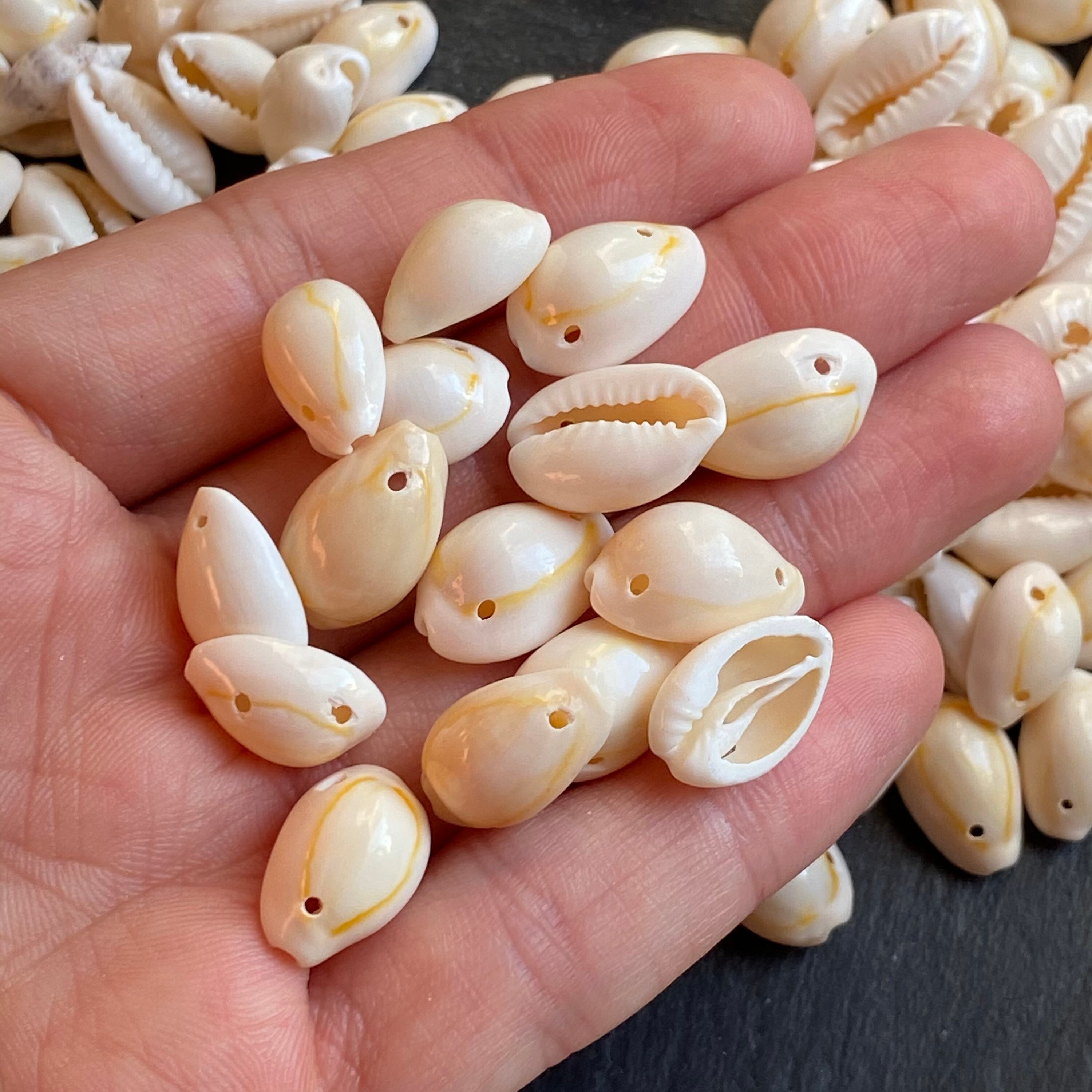 Small Cowrie Shell for Beach Jewelry Natural Sea Shell Bulk | Etsy ...