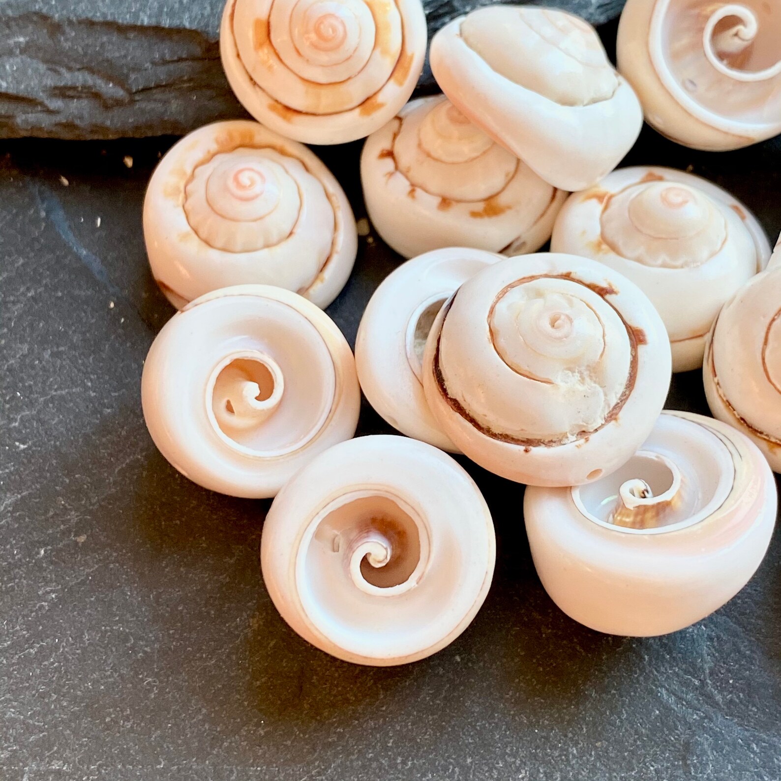 Natural Spiral Sea Shells Large Natural Cone Shell Nautilus - Etsy