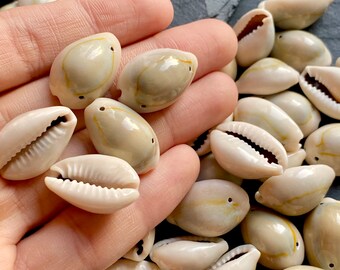 Erosaria helvola cowry Natural small sea shells Golden honey cowrie ...