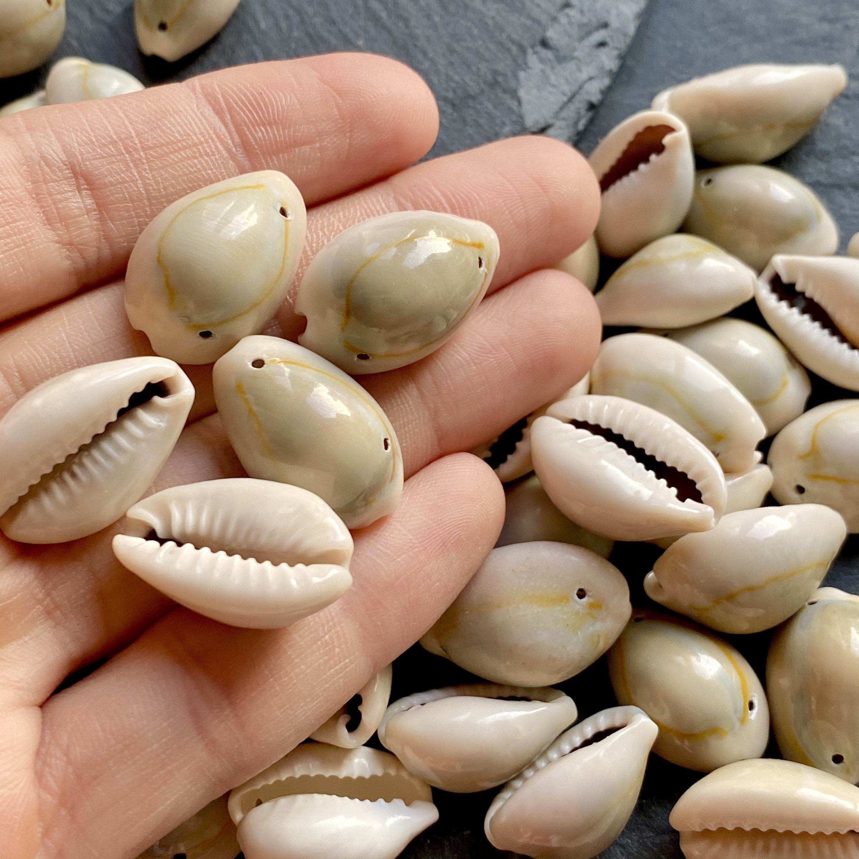 Cowrie Shell Beads For Summer Jewelry Two Holes Big Cowrie | Etsy