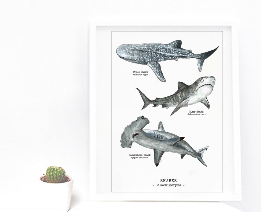 Sharks Poster Sheet A4 or A3 Watercolor Illustration Poster - Etsy ...
