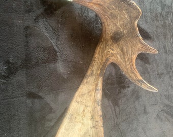 HUGE Alaskan Moose Shed Set Antler Horn Carving Wild - Etsy