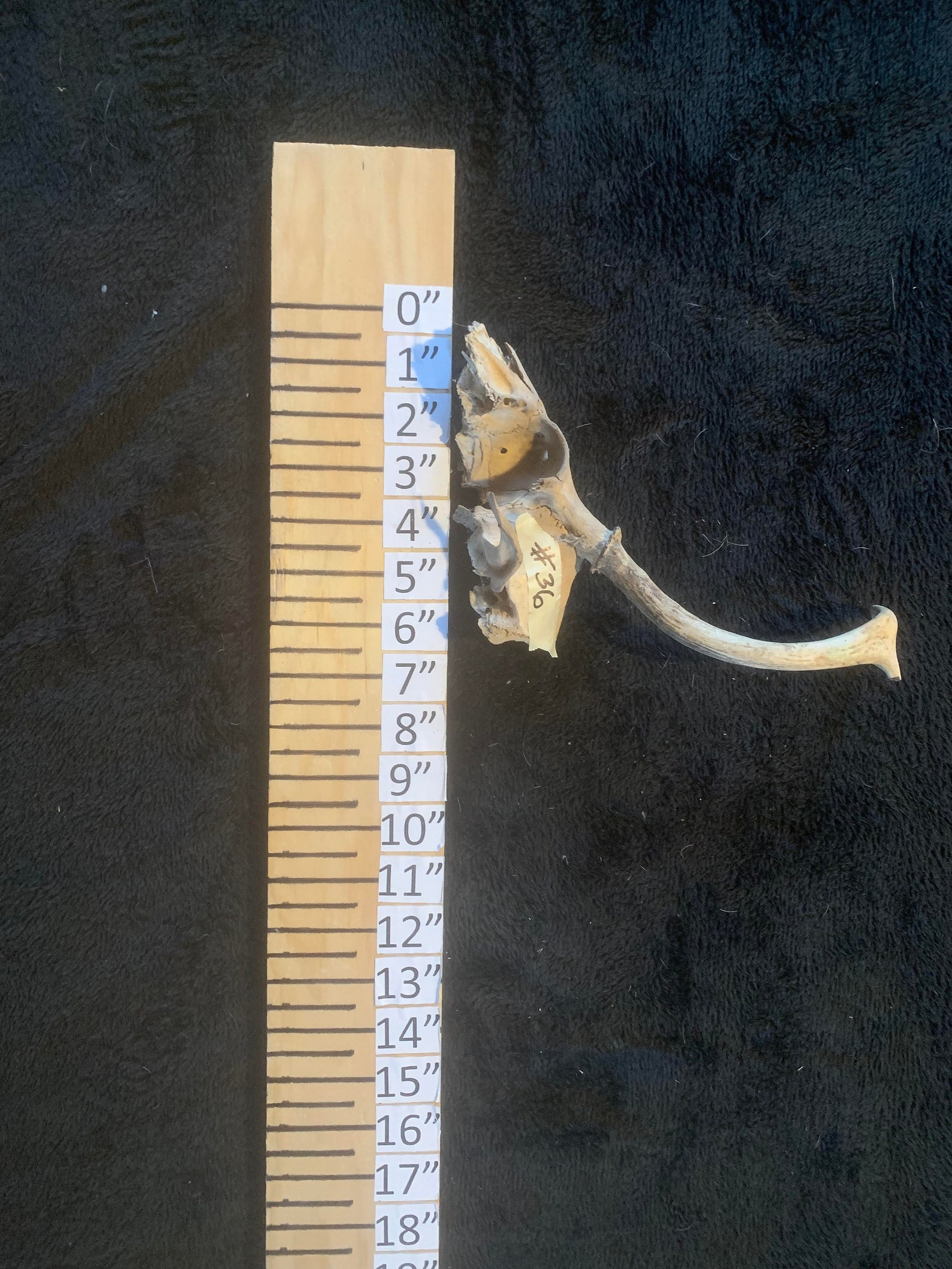 Deer Skull With Antlers - Etsy