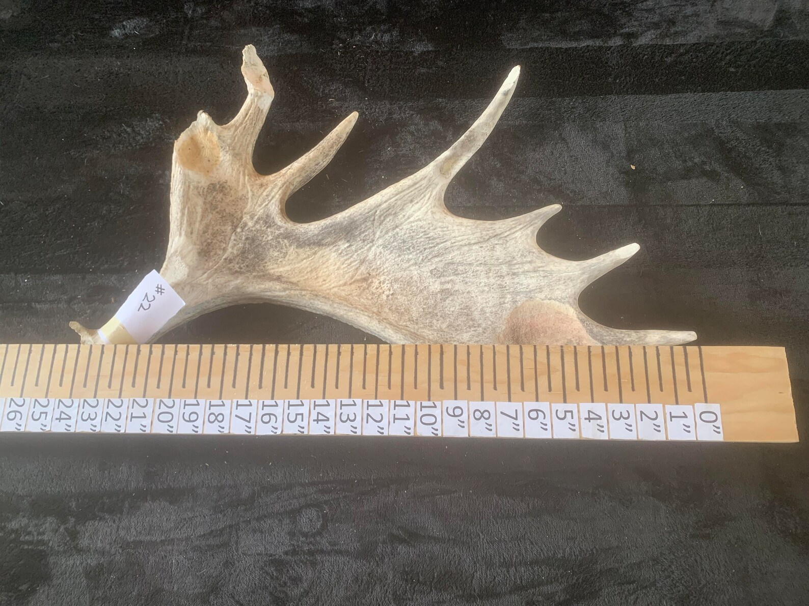 Maine Moose Antler - Etsy
