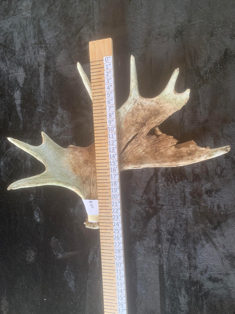 Maine Moose Antler - Etsy
