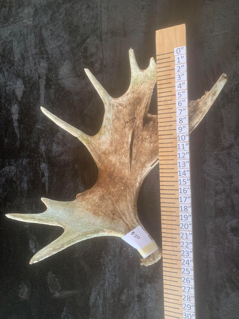 Maine Moose Antler - Etsy