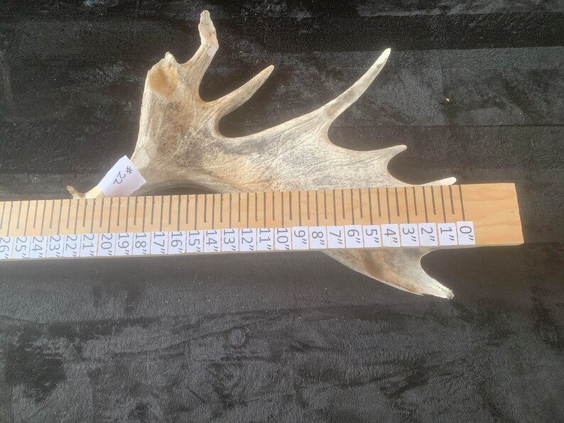 Maine Moose Antler - Etsy
