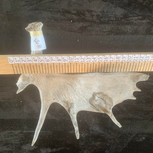 Maine Moose Antler - Etsy