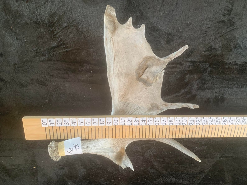Maine Moose Antler - Etsy