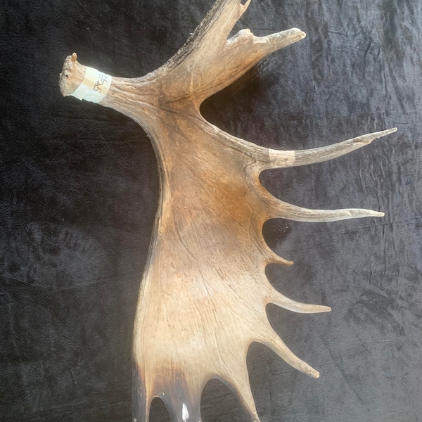 Moose Antler Carving - Etsy