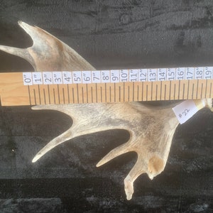 Maine Moose Antler - Etsy
