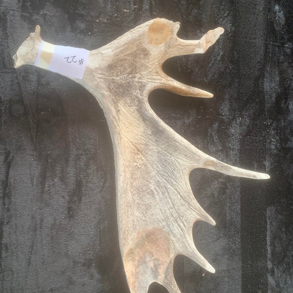 Moose Antler Carving - Etsy