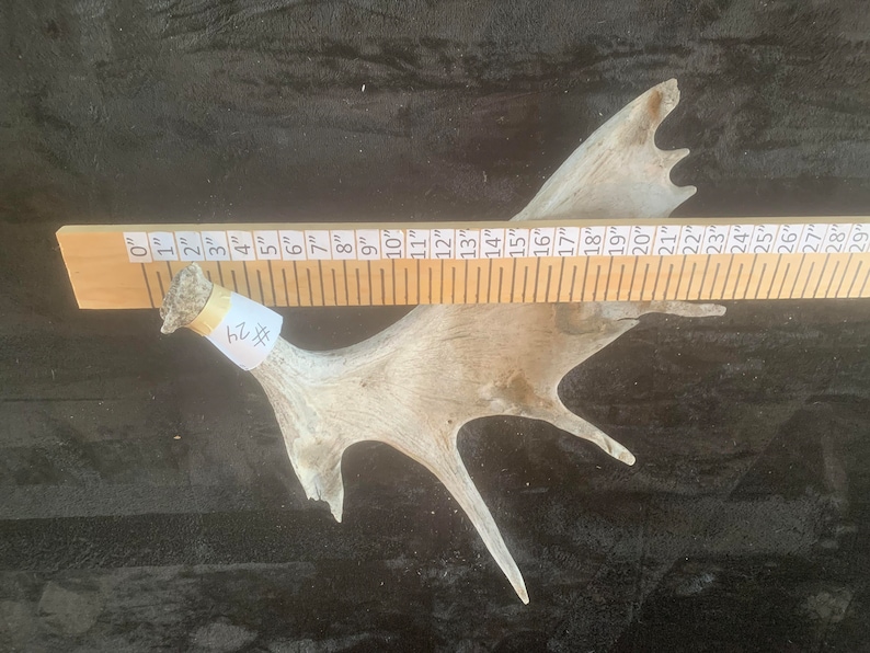 Maine Moose Antler - Etsy