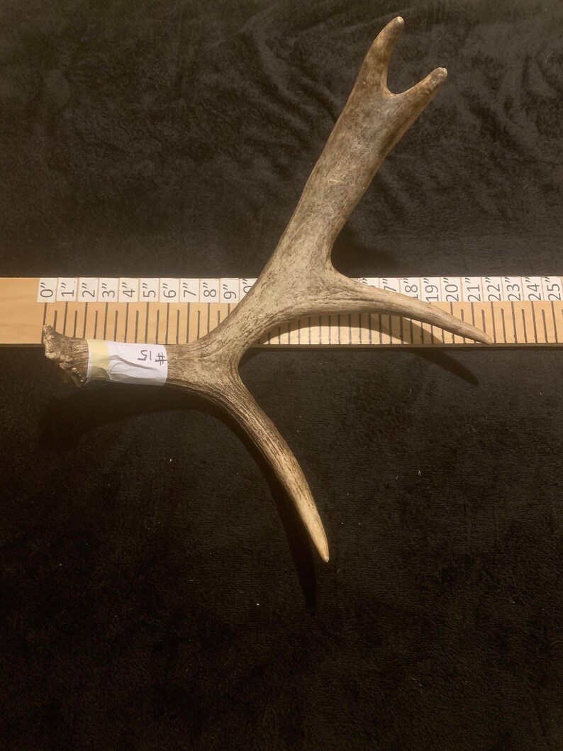 Maine Moose Antler - Etsy