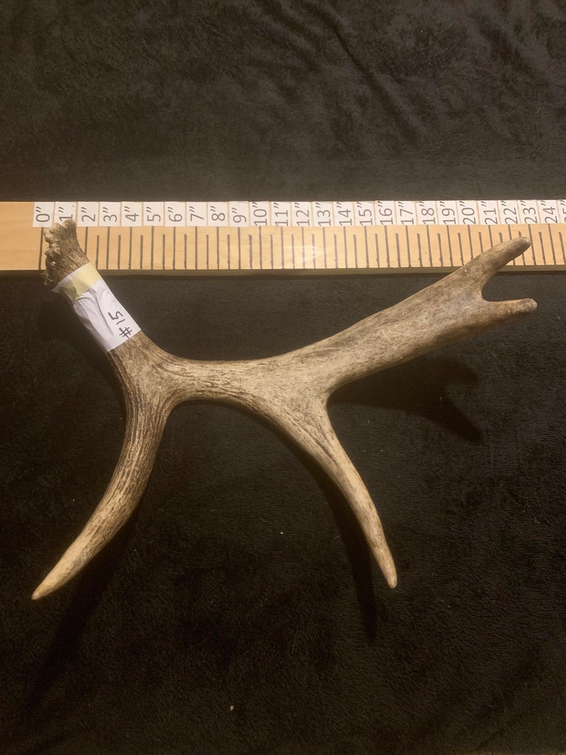 Maine Moose Antler - Etsy