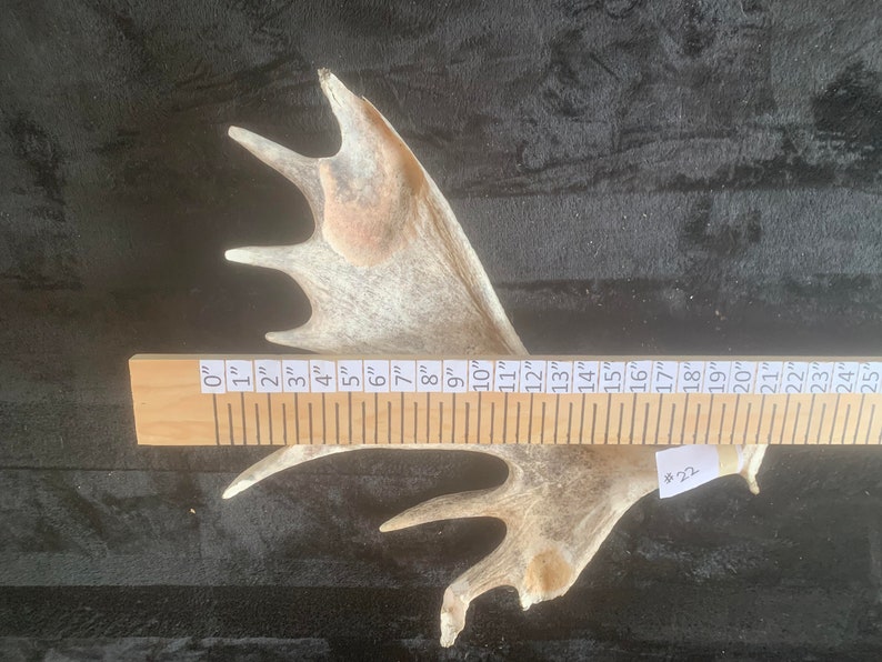 Maine Moose Antler - Etsy
