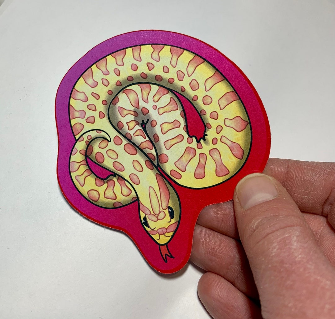 Albino Western Hognose Snake Sticker - Etsy