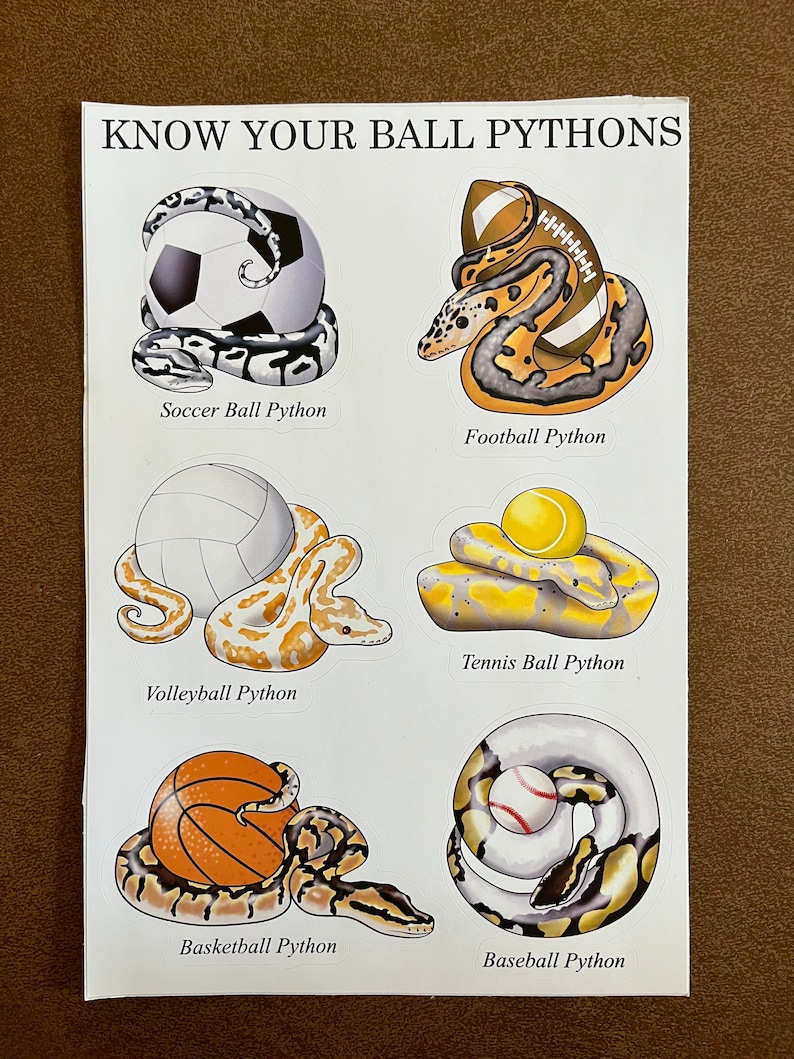 Know Your Ball Pythons Sticker Set - Etsy