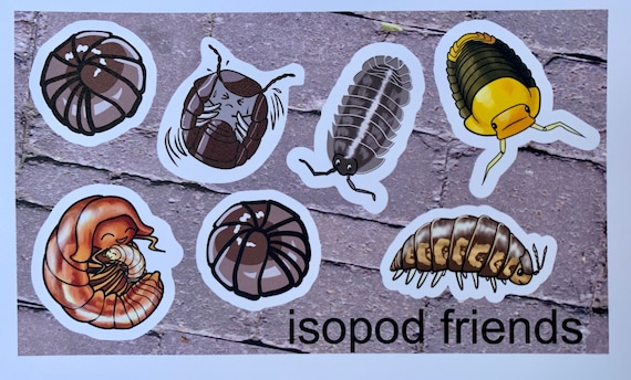 Isopod Friends Set of 6 Isopod Roly Poly Pillbug Stickers - Etsy