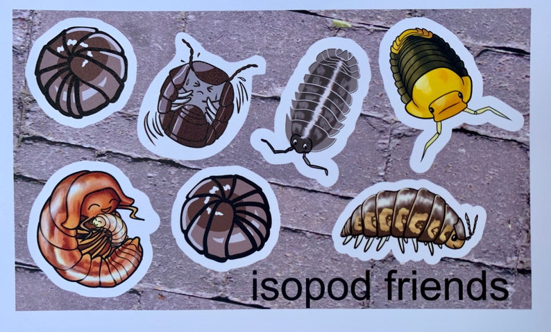 Isopod Friends - Set of 6 Isopod Roly Poly Pillbug Stickers - Etsy