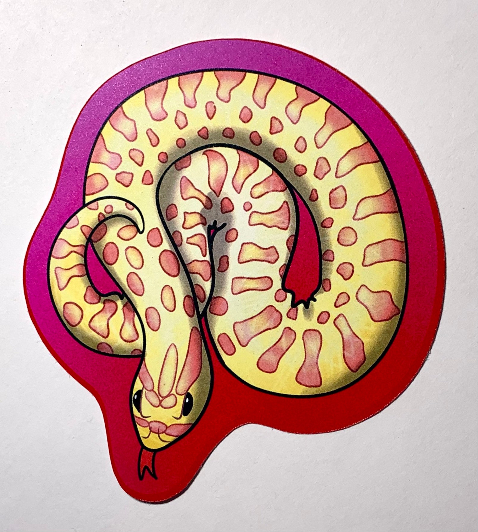 Albino Western Hognose Snake Sticker - Etsy