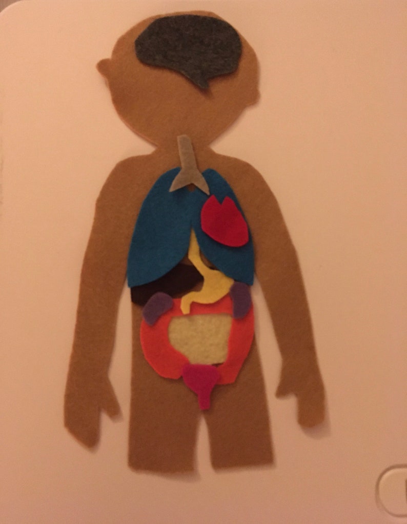 Human Anatomy Felt Story - Human Body - Children’s Felt Educational ...