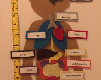 Human Body Felt - Etsy