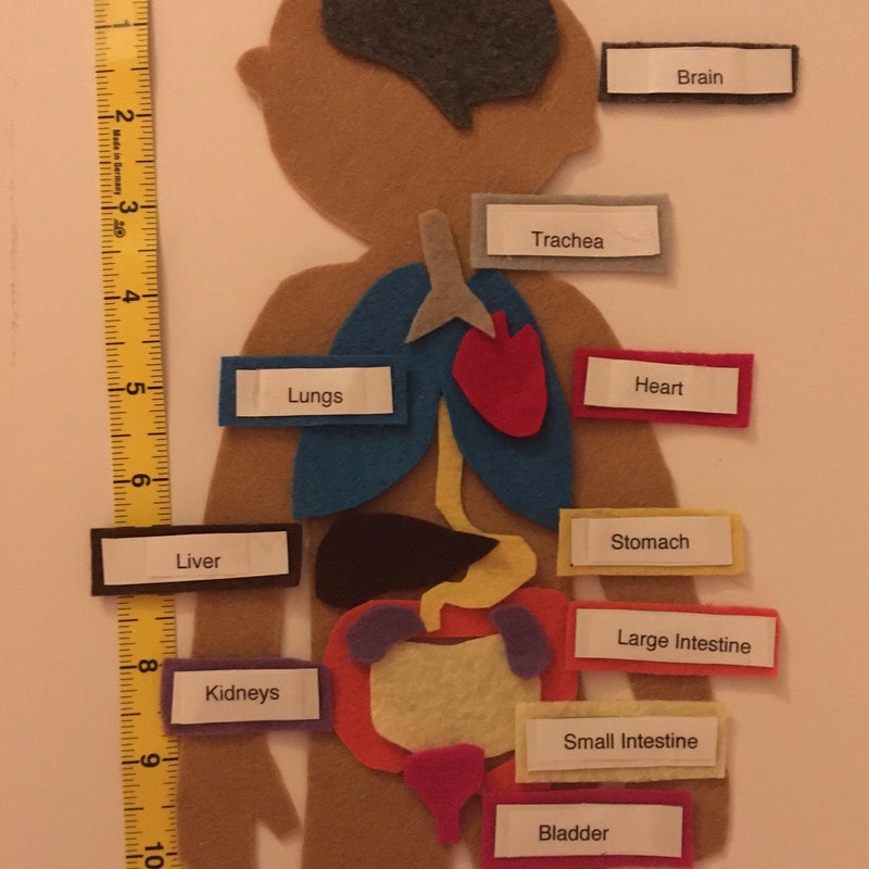 Human Body Felt - Etsy