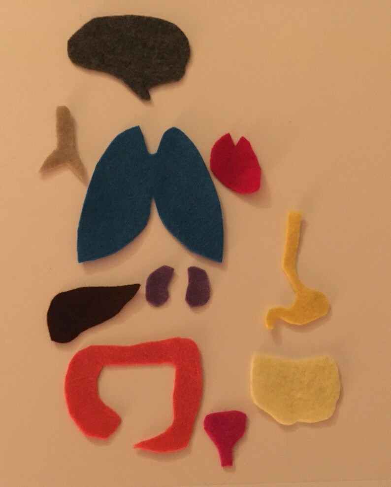 Human Anatomy Felt Story - Human Body - Children’s Felt Educational ...