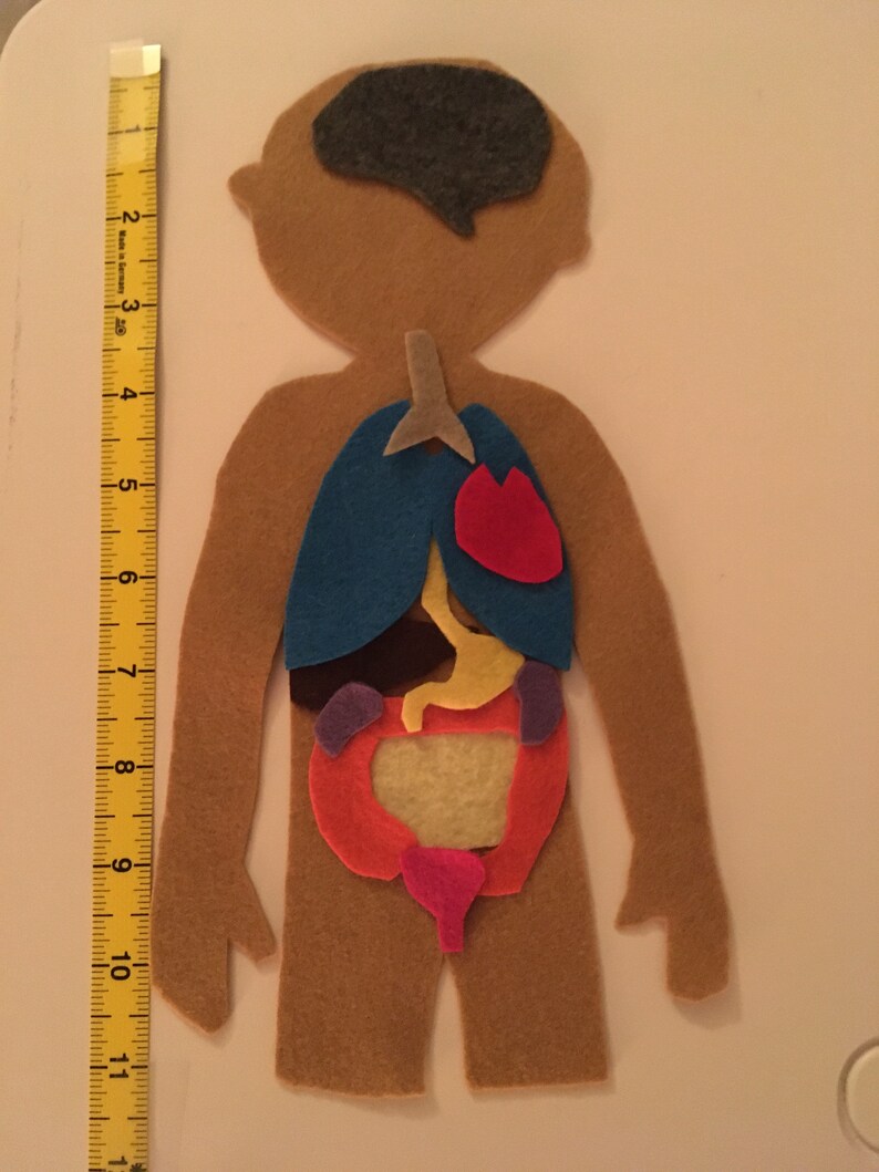 Human Anatomy Felt Story Human Body Childrens Felt Educational Story - Etsy