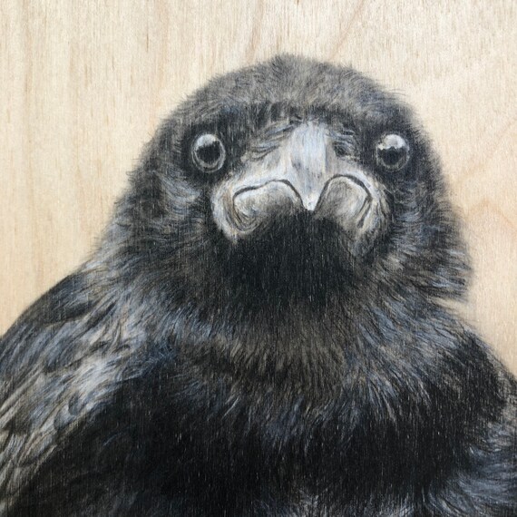 Funny Cute Raven Bird Drawings