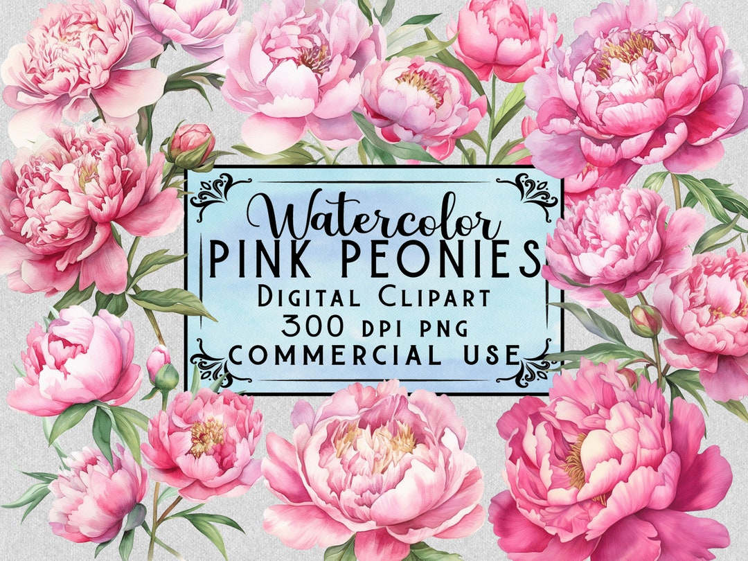 Watercolor Peony Clipart Pink Peony Clipart Peonies PNG Bundle on ...