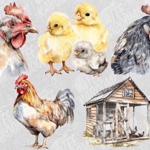 Watercolor Chicken Clipart Chicken PNG Bundle on Transparent Background ...