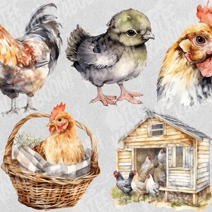 Watercolor Chicken Clipart Chicken PNG Bundle on Transparent Background ...