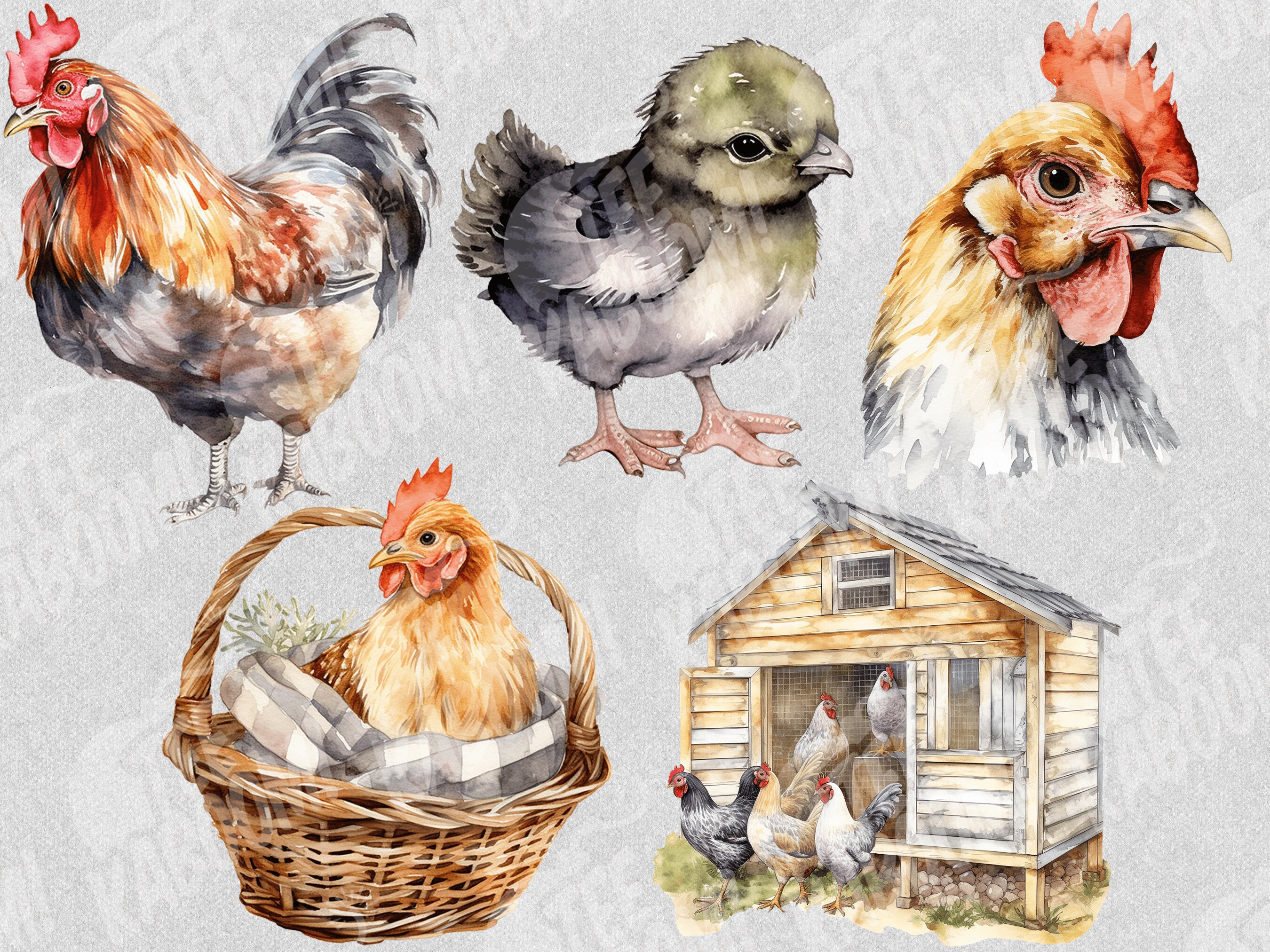 Watercolor Chicken Clipart Chicken PNG Bundle on Transparent Background ...