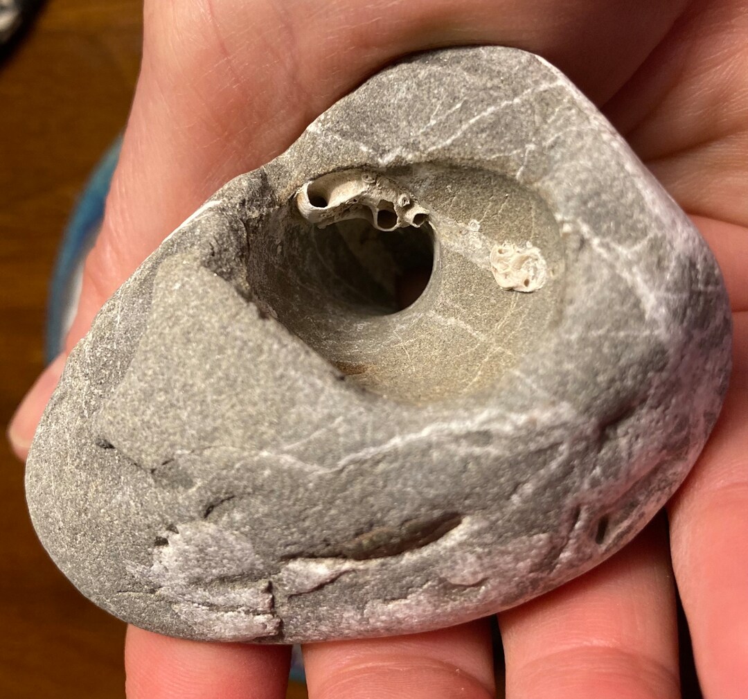 Striated Palm Stone With Barnacles - Etsy