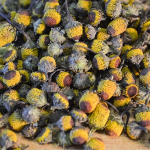 Dried Spilanthes - Certified Organic, Toothache Cress, Acmella Oleracea ...