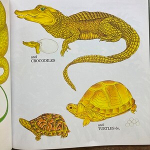 Chickens Aren't the Only Ones & Animals Born Alive and Well by Ruth ...