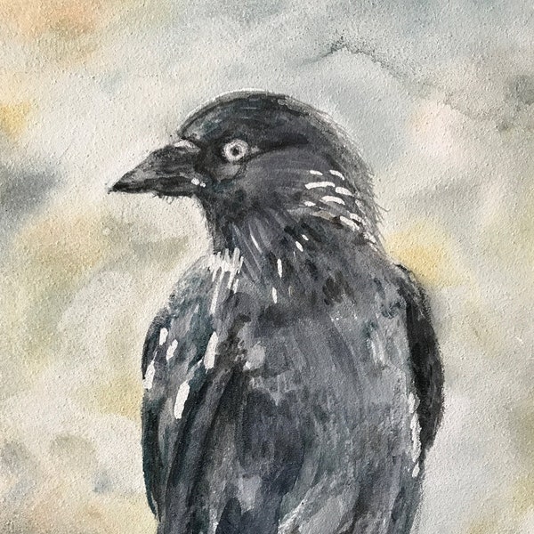 Jackdaw - Etsy