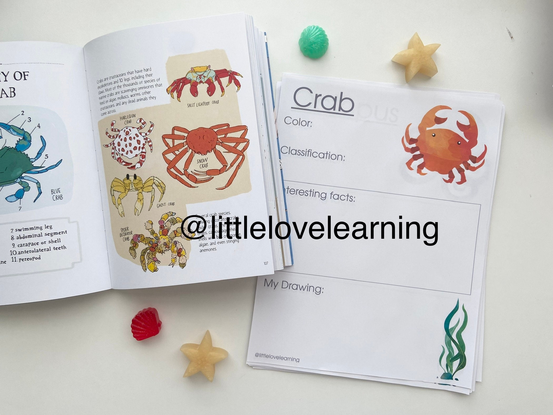 OCEAN JOURNALS Learning Ocean Animals Study Classification Summer ...