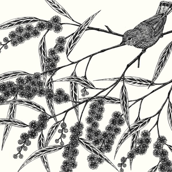 Wattle Drawing - Etsy Australia