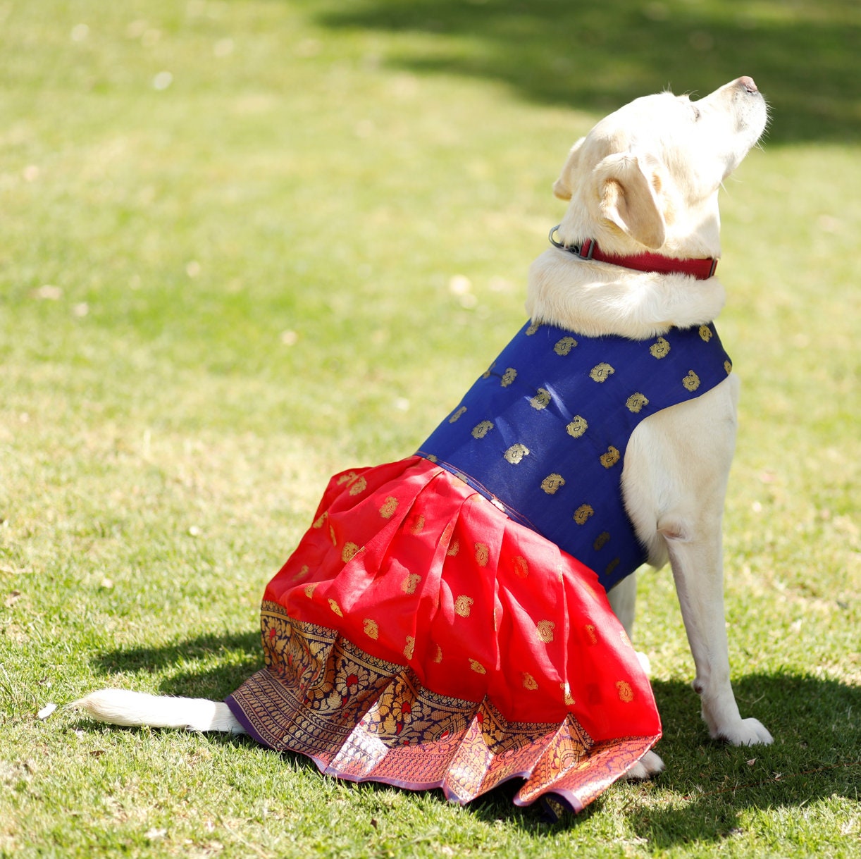 DOG PATTU PAAVADAI Worlds First Pattu Pawadai Dog Frock Dog Dress ...