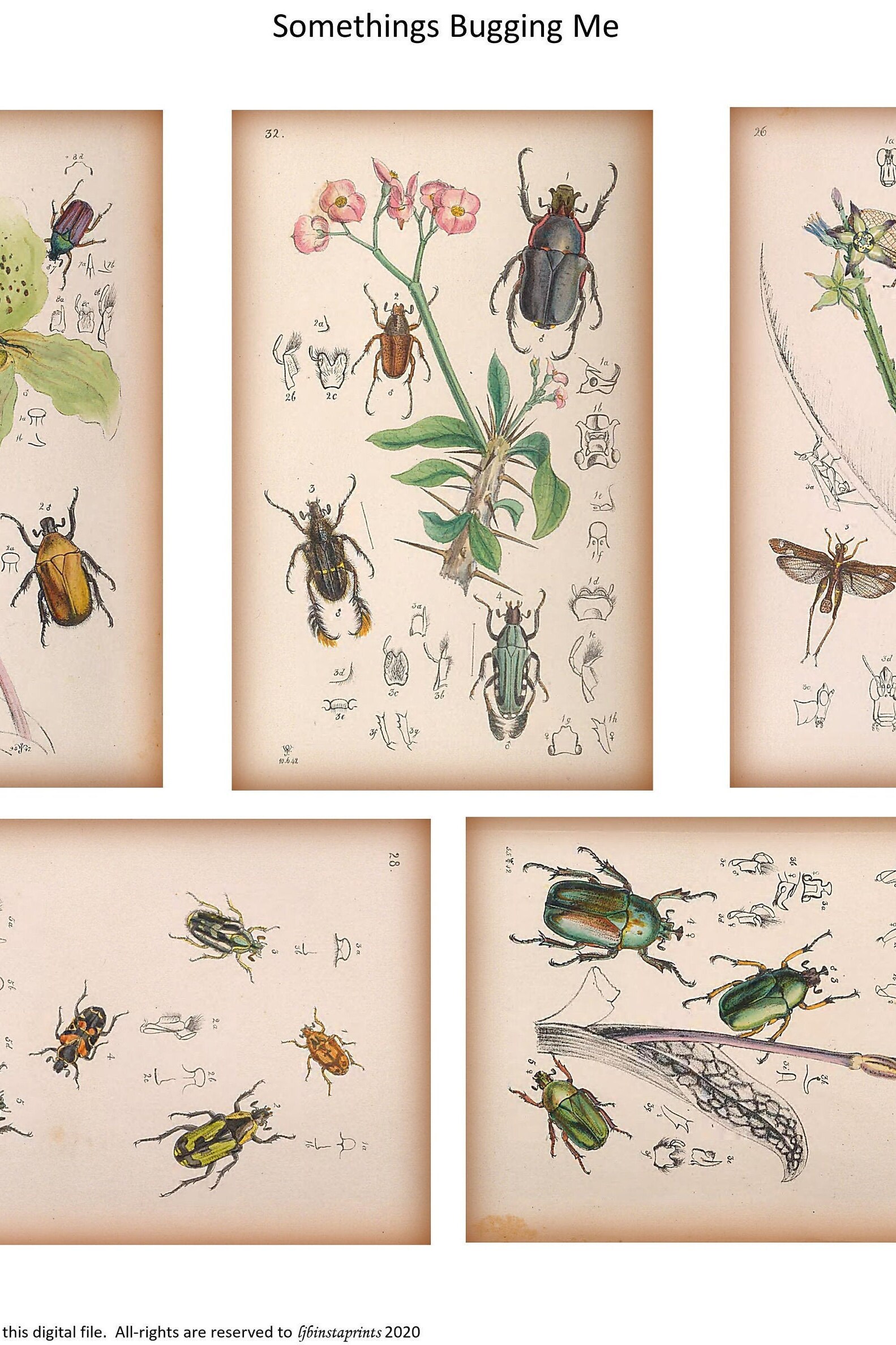 Insects Journal