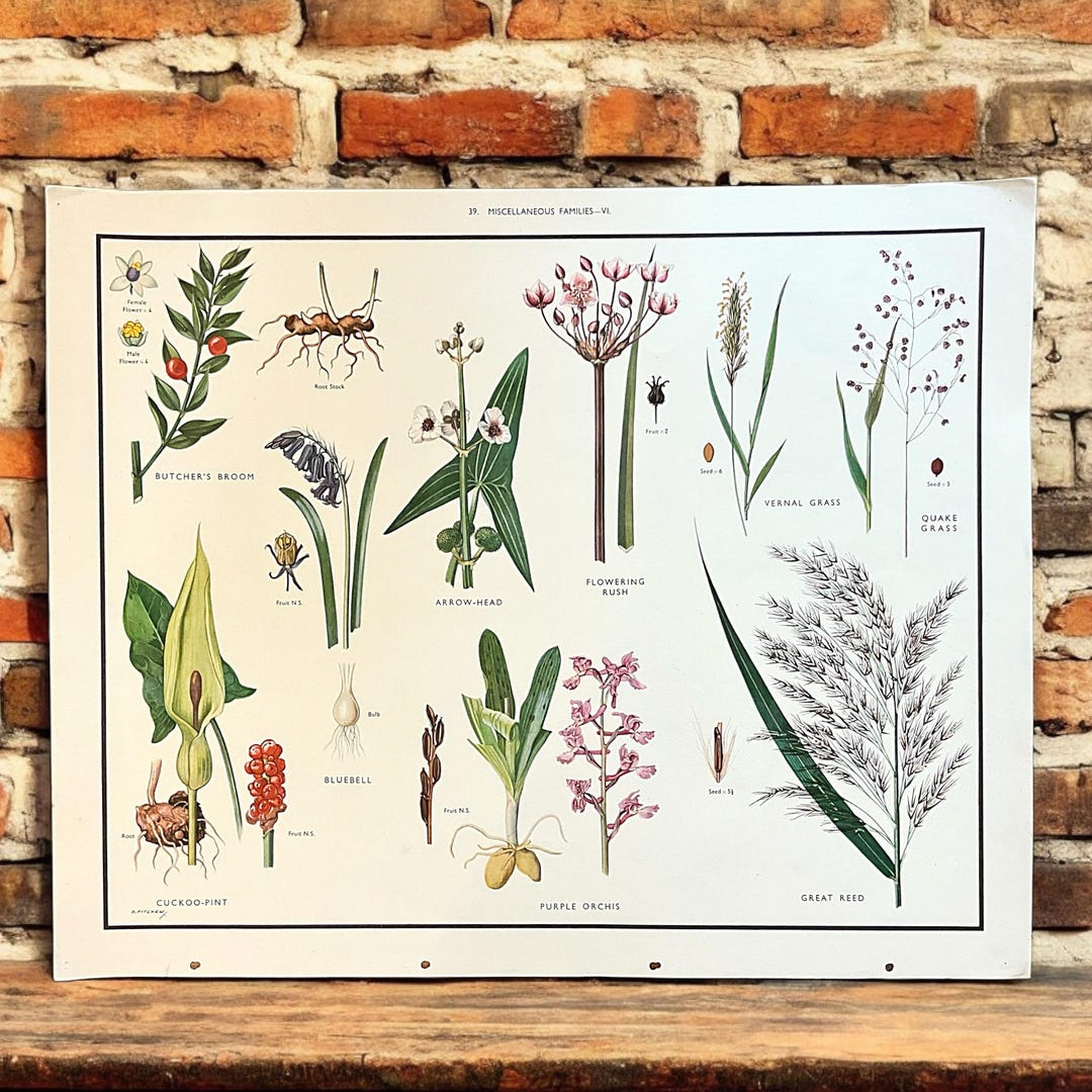 Vintage Botanical School Chart From Macmillan, Old Classroom ...