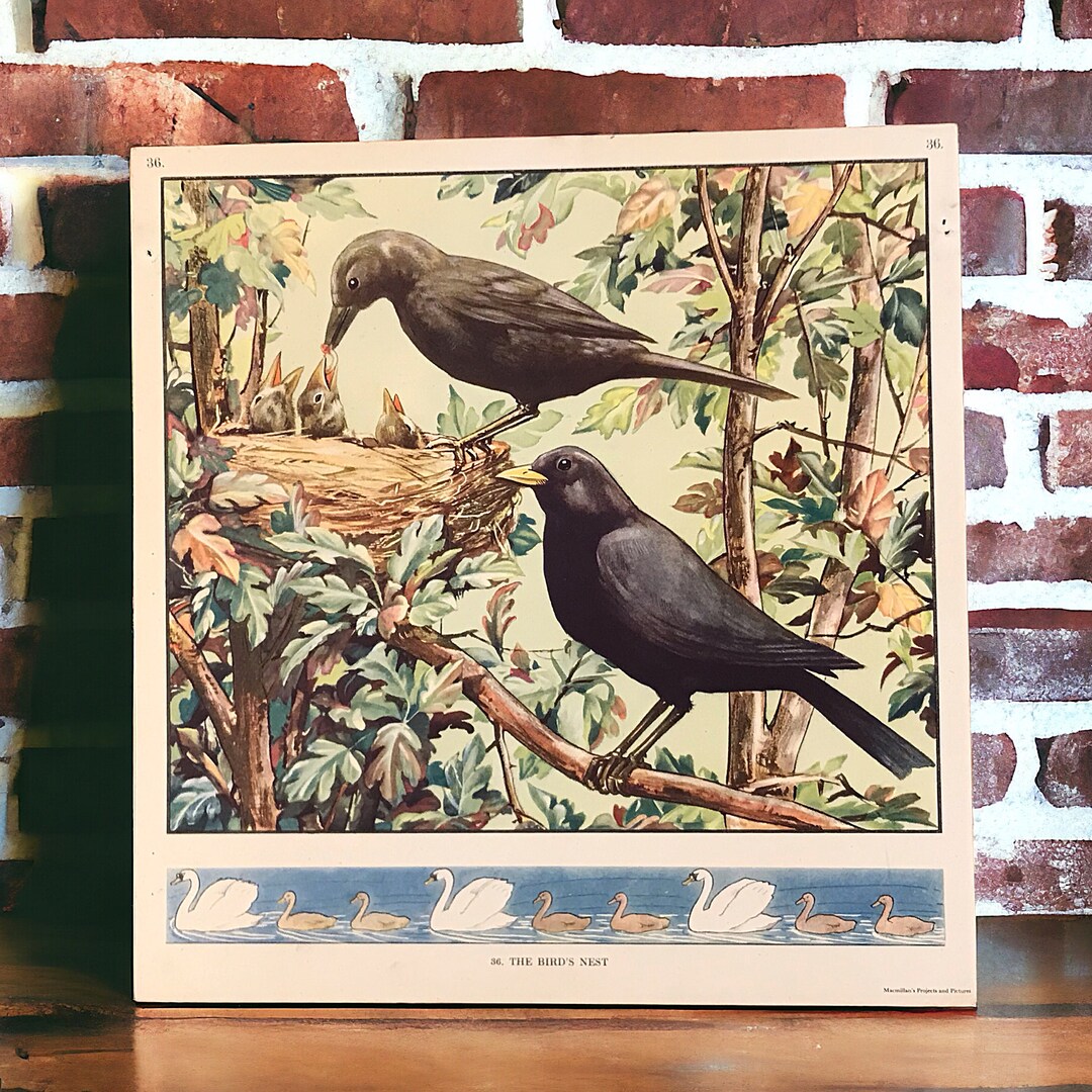 Vintage School Poster of a Birds Nest, Spring Nature Print, Classroom ...