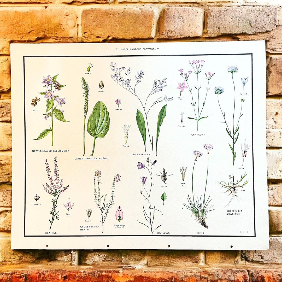 Vintage Botanical School Chart From Macmillan, Old Classroom ...