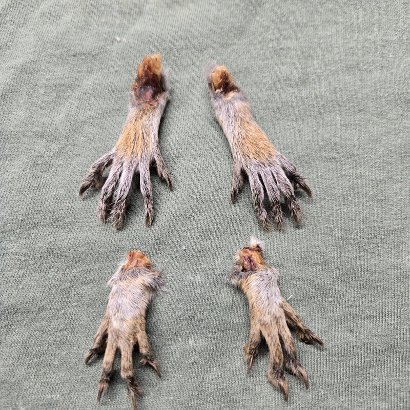 Squirrel Feet - Etsy