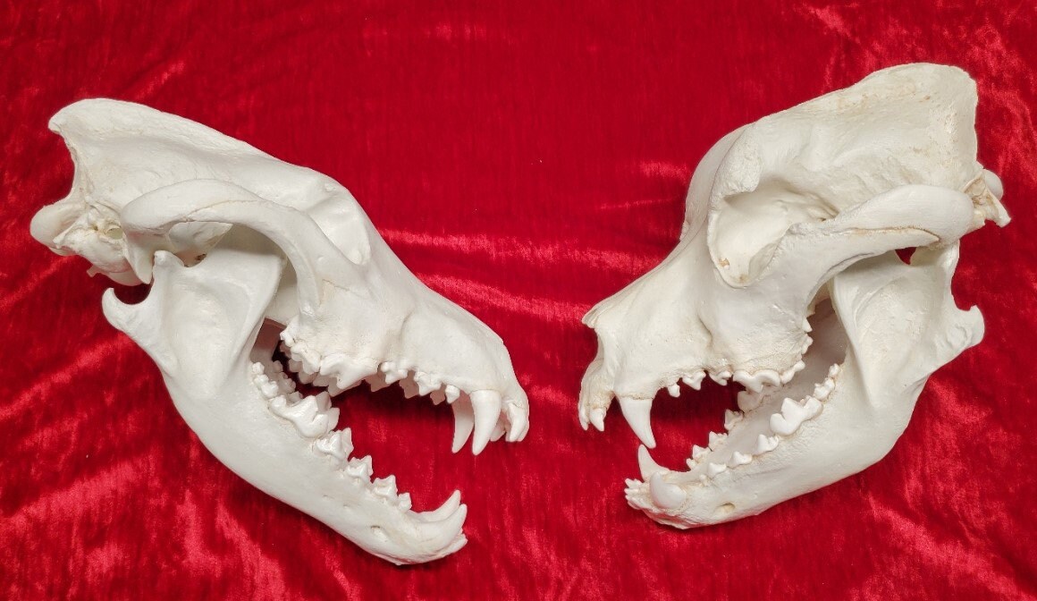 Large Grey Wolf Skull Cast Replica | Etsy