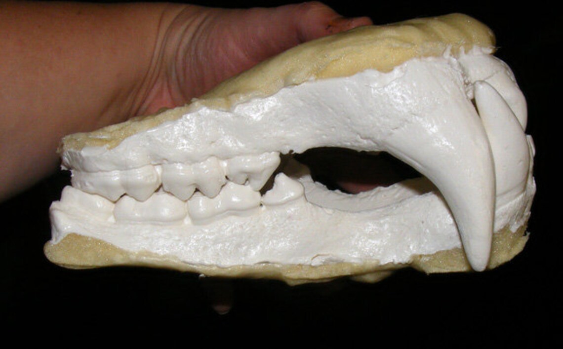 Huge Brown Grizzly Bear Jaws Teeth Replica - Etsy