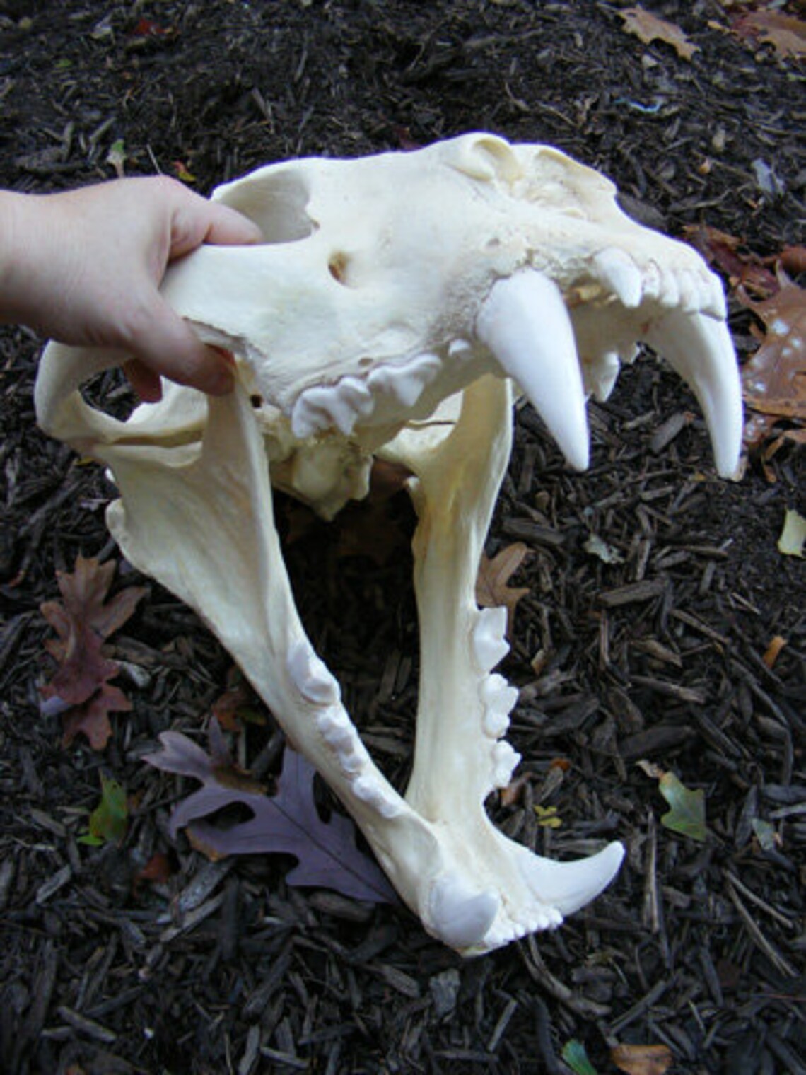 Huge Liger Lion Tiger Hybrid Skull Replica - Etsy